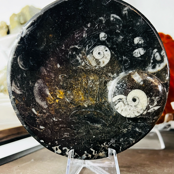 Ammonite Fossil Plate – The Gaia Healing Stone