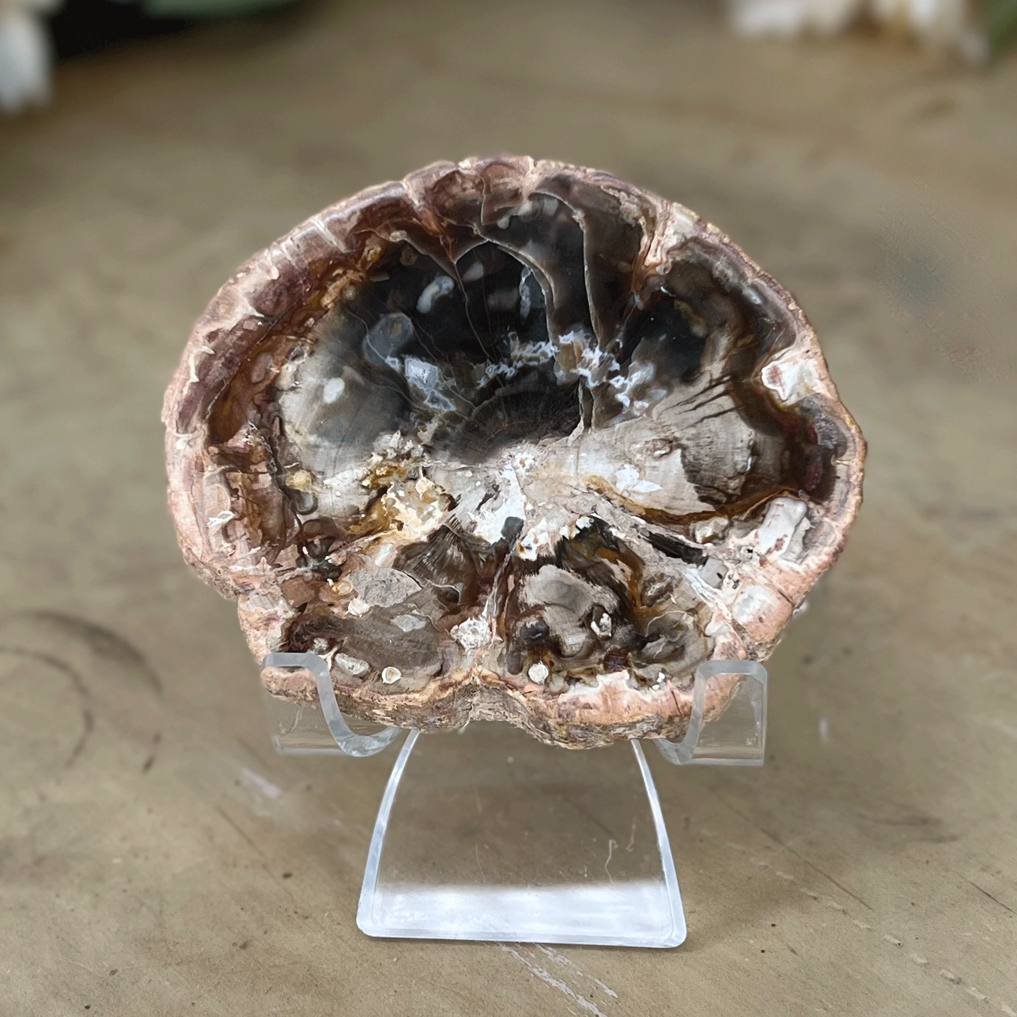 Petrified Wood Slab – The Gaia Healing Stone